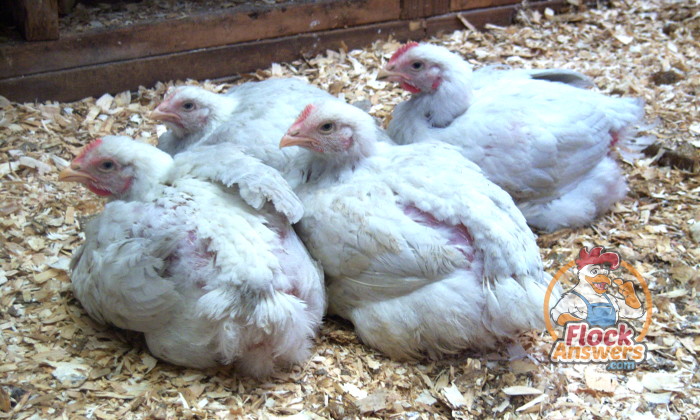 How to Raise Broiler Chickens - Backyard Poultry